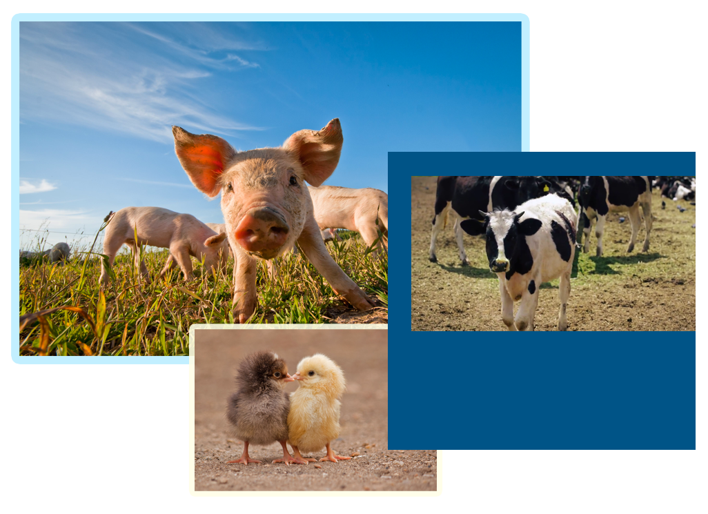 Countrycompanion – Just another WordPress site