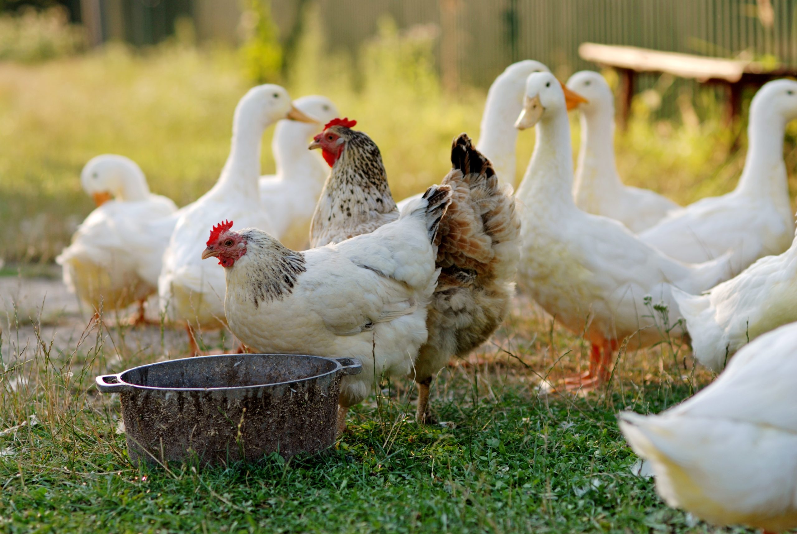 Layer Feed vs All Flock feed: What’s Best for Your Birds? – Country ...