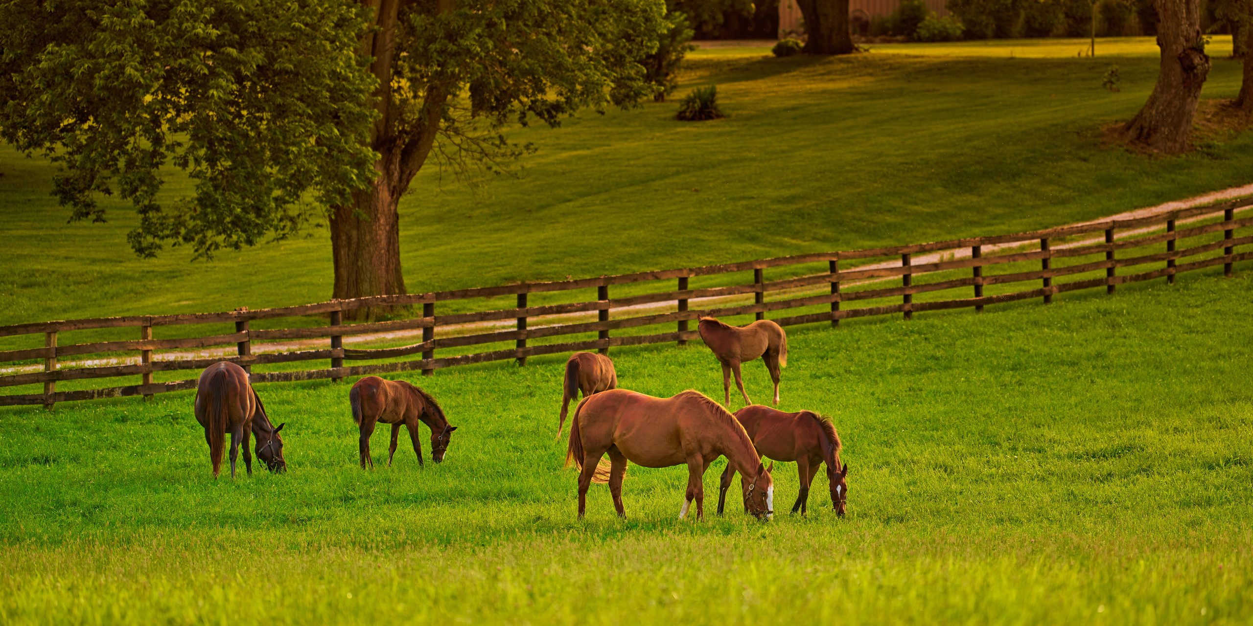 Welcoming Spring: A Guide to Transitioning Horses to Pasture – Country ...