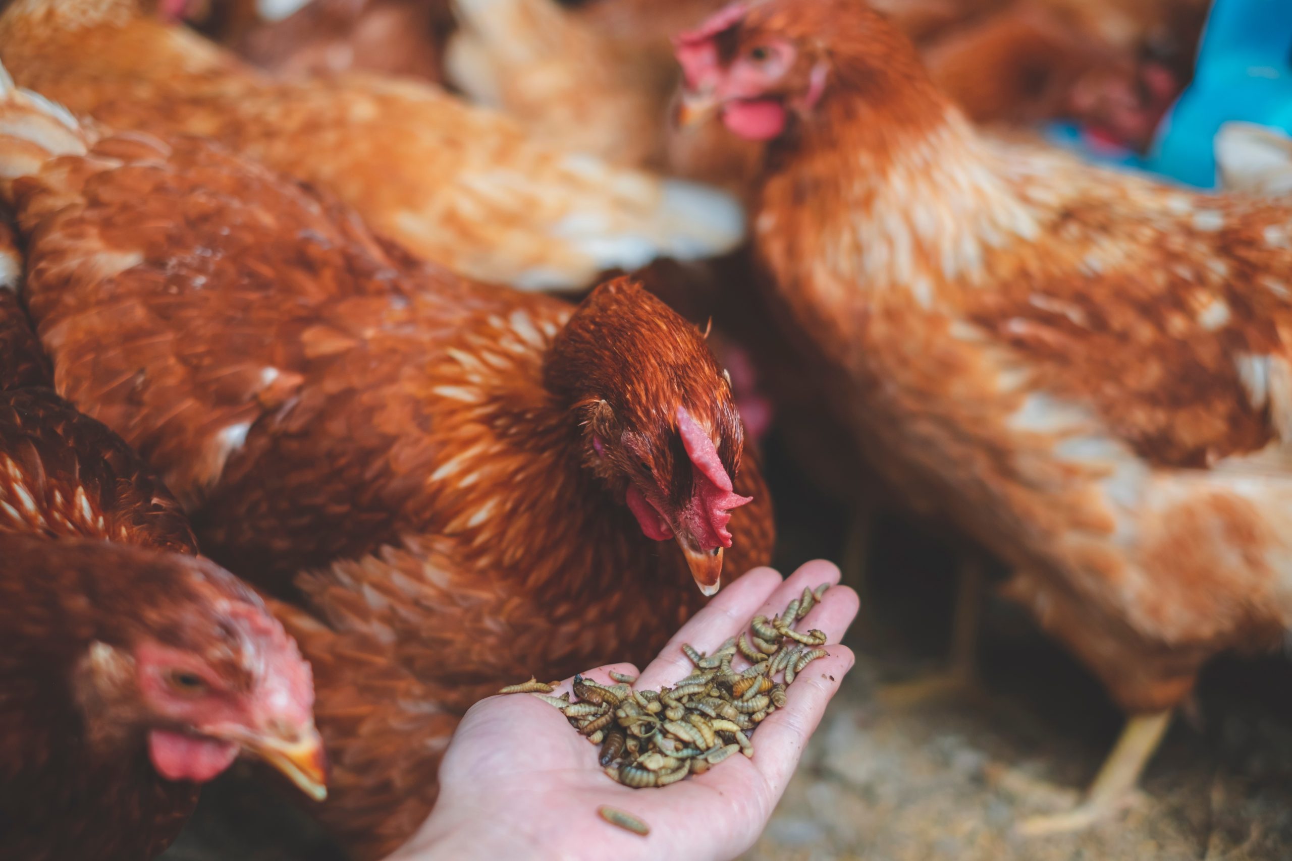 The Science Behind Black Soldier Fly Grubs in Poultry Diets – Country ...