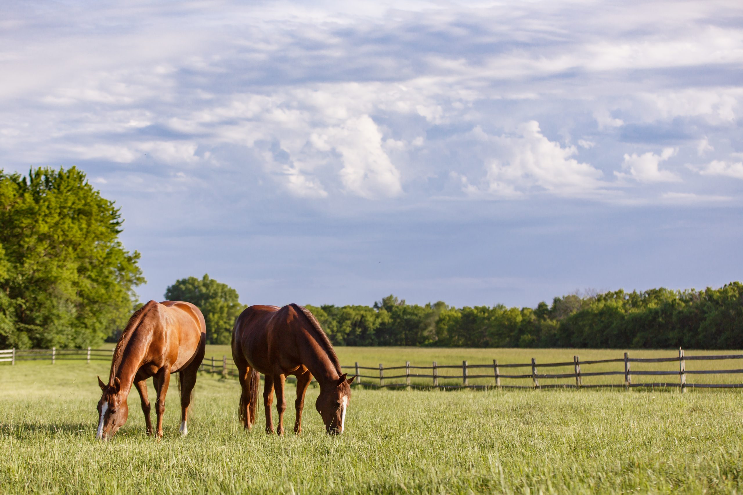 Forage First: Why Hay & Pasture Are the Foundation of Equine Nutrition ...