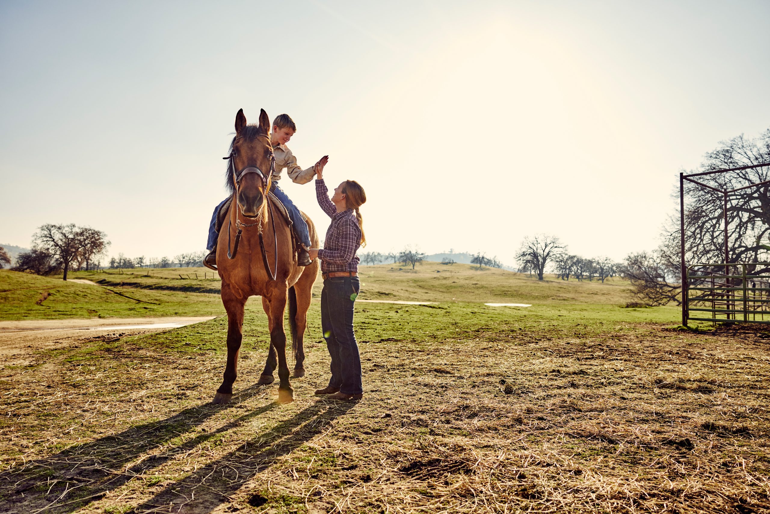Essential Nutrients for Senior Horses: What Changes as They Age ...
