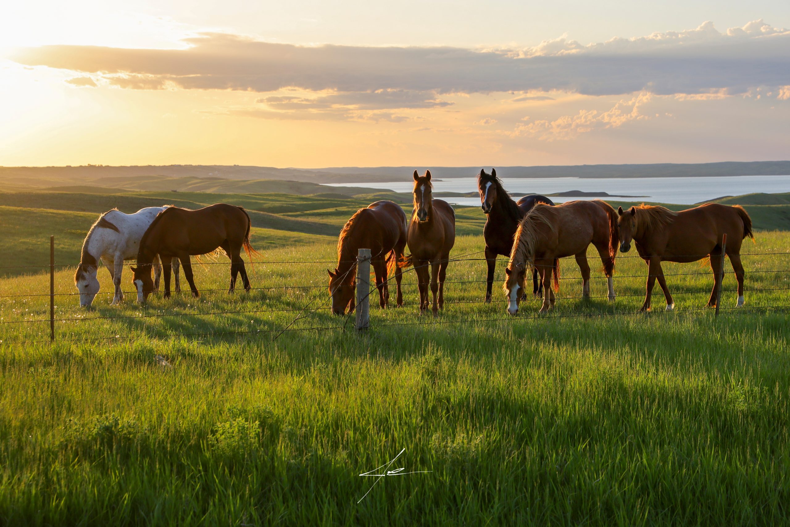 Selecting the Right Forage for Your Horse – Country Companion